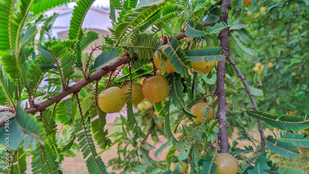 Foto de Ripe fruits of Phyllanthus emblica (also known as emblic ...