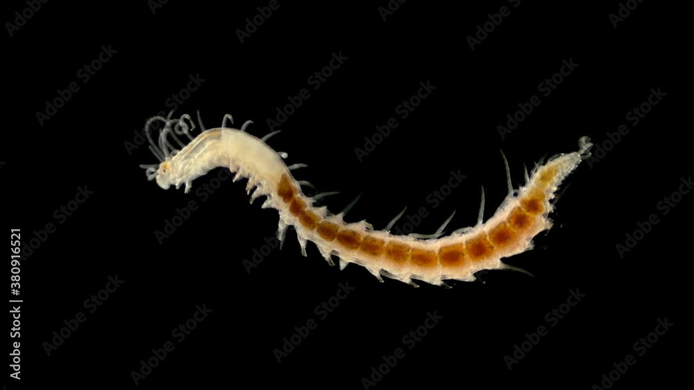worm Polychaeta under a microscope, Syllidae family, differs in others ...
