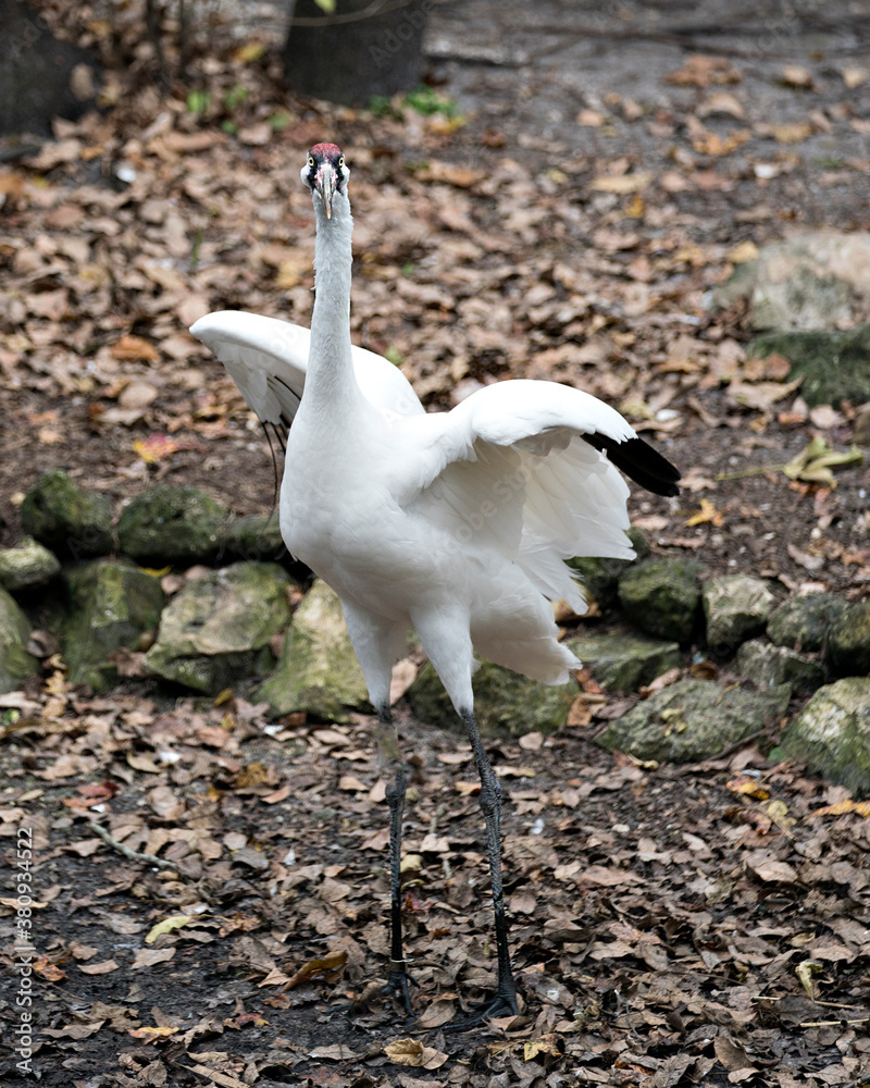 Whooping crane stock photos. Whooping crane close-up profile view with ...