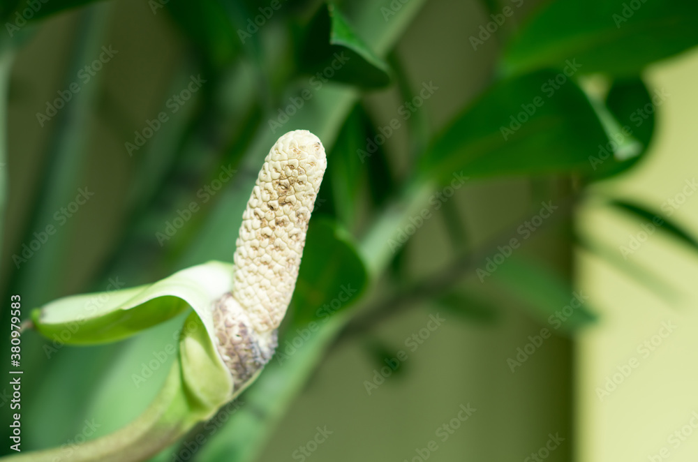 Fresh bolooming Zamioculcas zamiifolia flower or dollar tree. Zanzibar ...