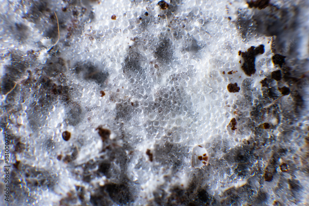 Mushroom cultivation. Mycelium fungus. Macro mycelium on wheat ...