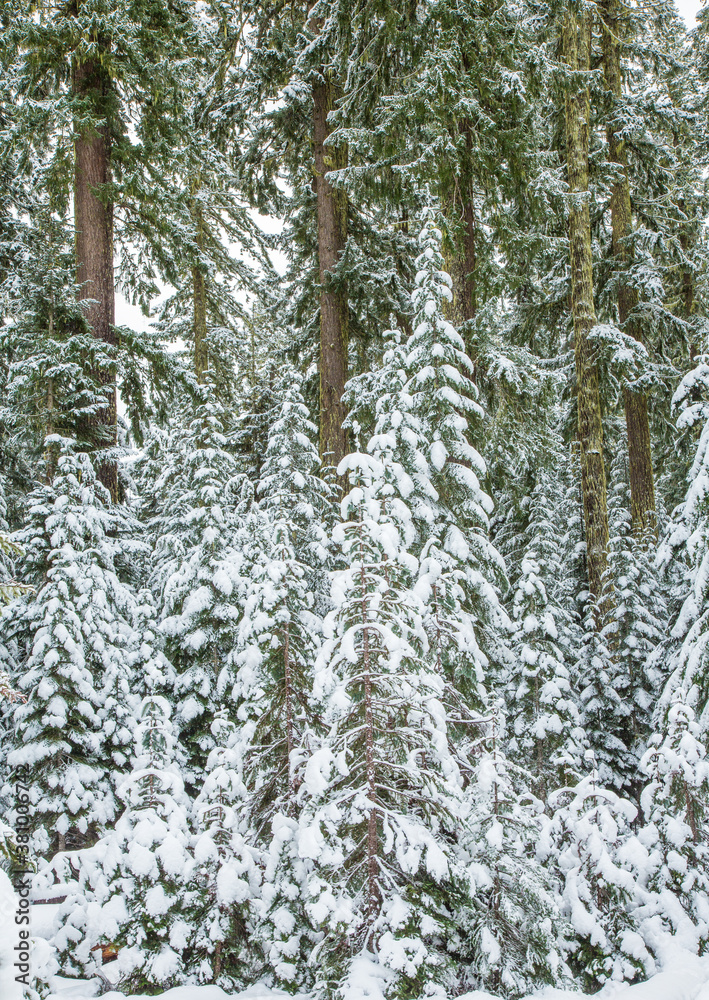 Douglas fir trees that are covered with snow from a recent storm Stock ...