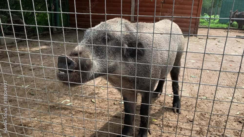 Hungry, weak and sick unhappy wild pig hog boar locked in a cage behind ...