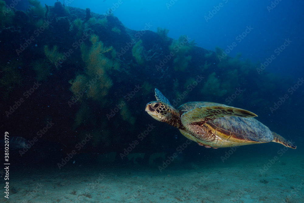 Sea turtle resting in a shipwreck Espiritu santo National Park, Baja ...