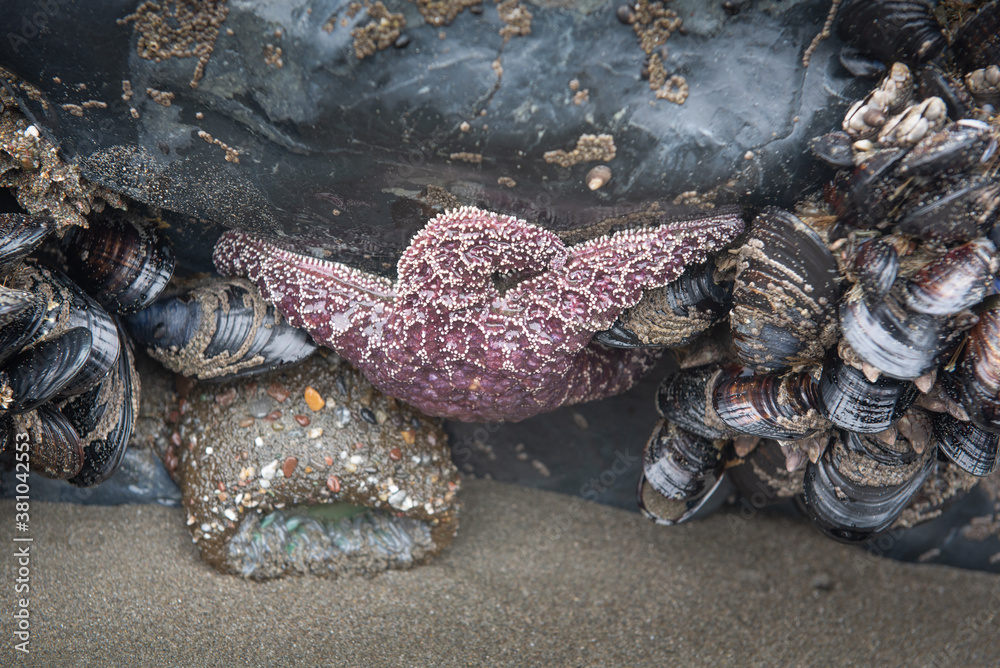 Tide pool animals: sea star, clams and echinoderms underwater in the ...