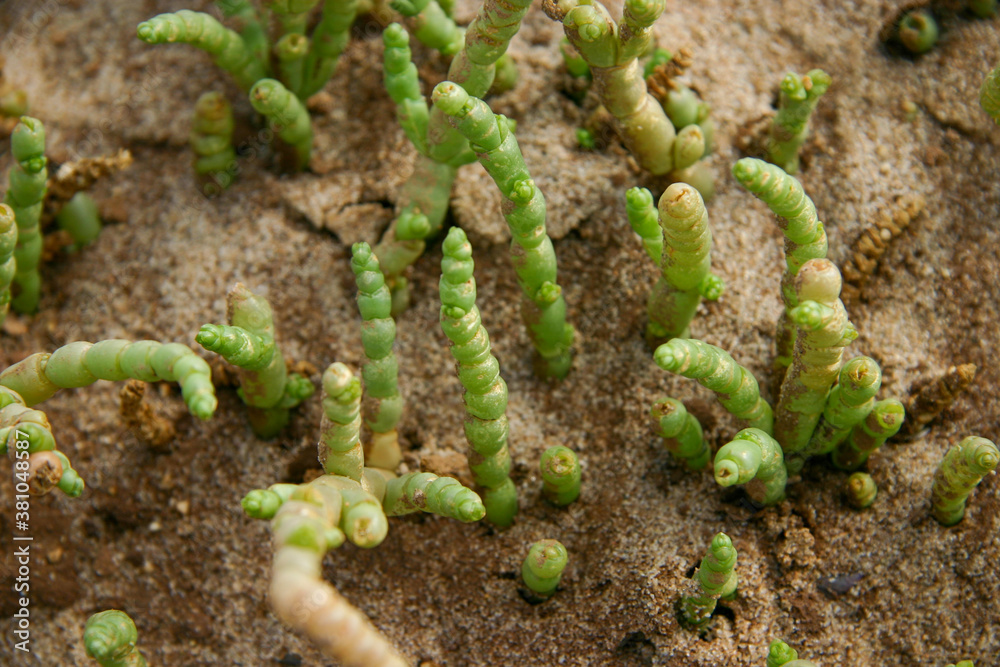 Bizarre Desert Plants in the Skeleton Coast Stock Photo | Adobe Stock