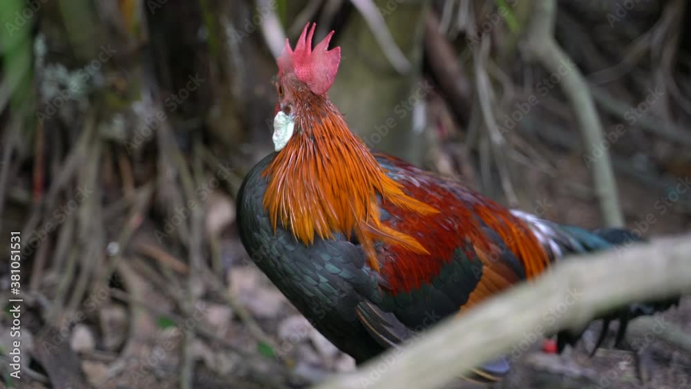 The red junglefowl (Gallus gallus) is a tropical bird in the family ...