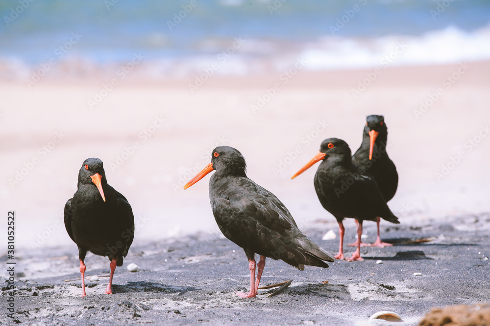 Bird on the beach, Royal Billy Point Park, Pauanui, New Zealand Stock ...