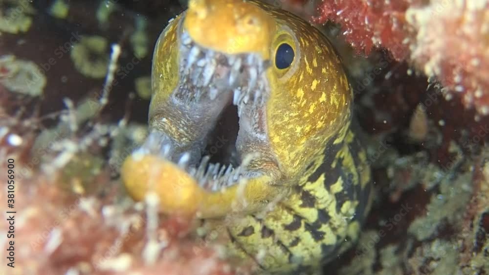 moray eel underwater close up with glass like teeth yellow hiding ocean ...
