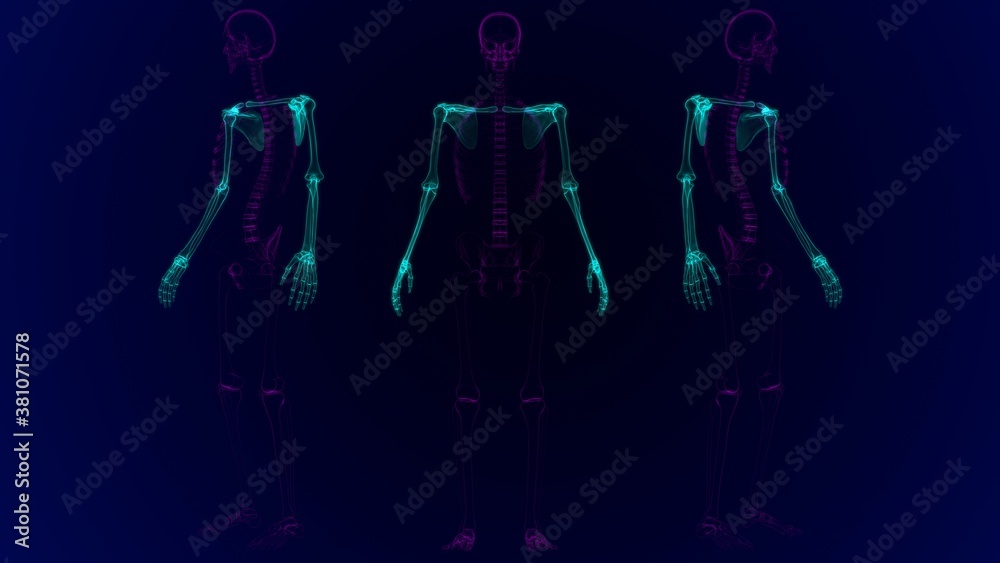 Human Skeleton Upper Limbs Anatomy 3D Stock Illustration | Adobe Stock