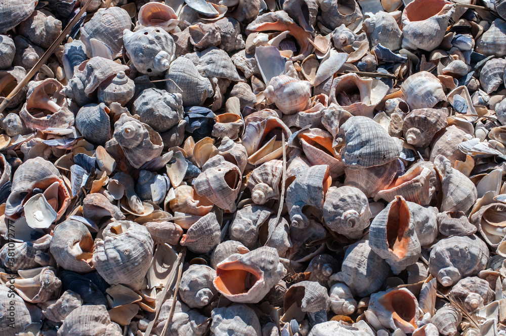 Veined rapa whelk Rapana venosa empty shells closeup as seashell ...