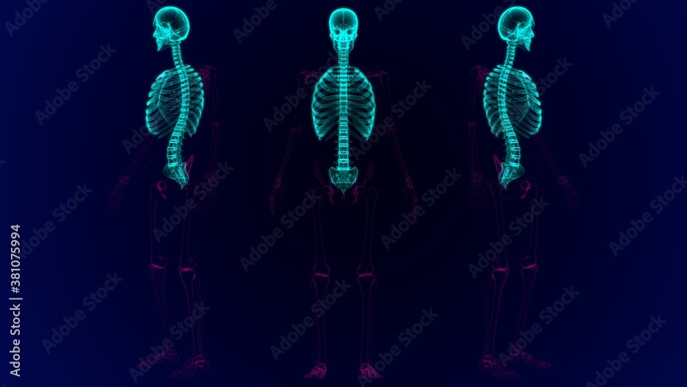 Human Skeleton Axial Skeleton Anatomy 3D Stock Illustration | Adobe Stock