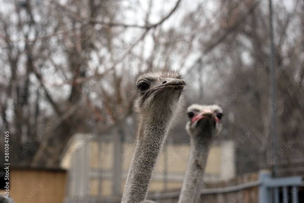 The African ostrich is a ratite flightless bird, the only modern ...