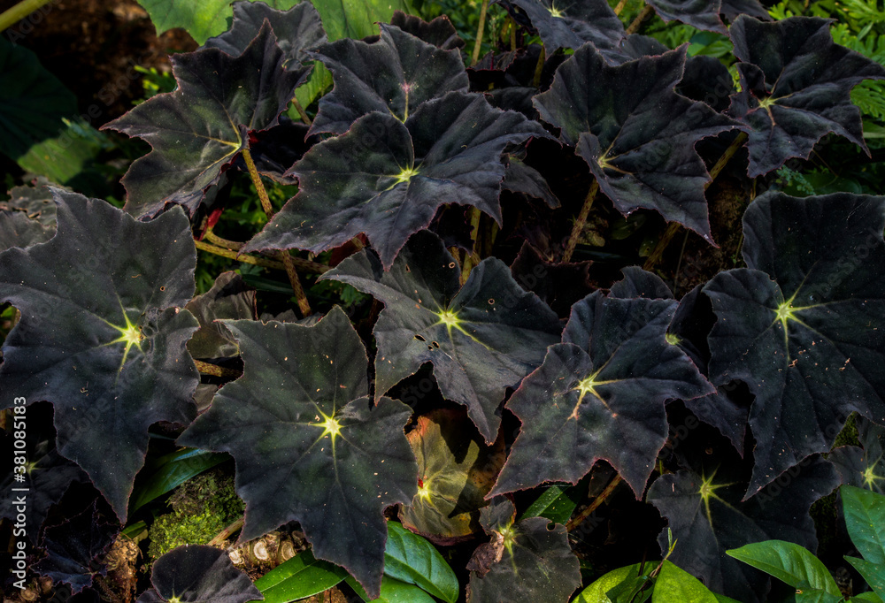 Foliage of the plant (Begonia rex)(Painted-leaf begonia) Family ...