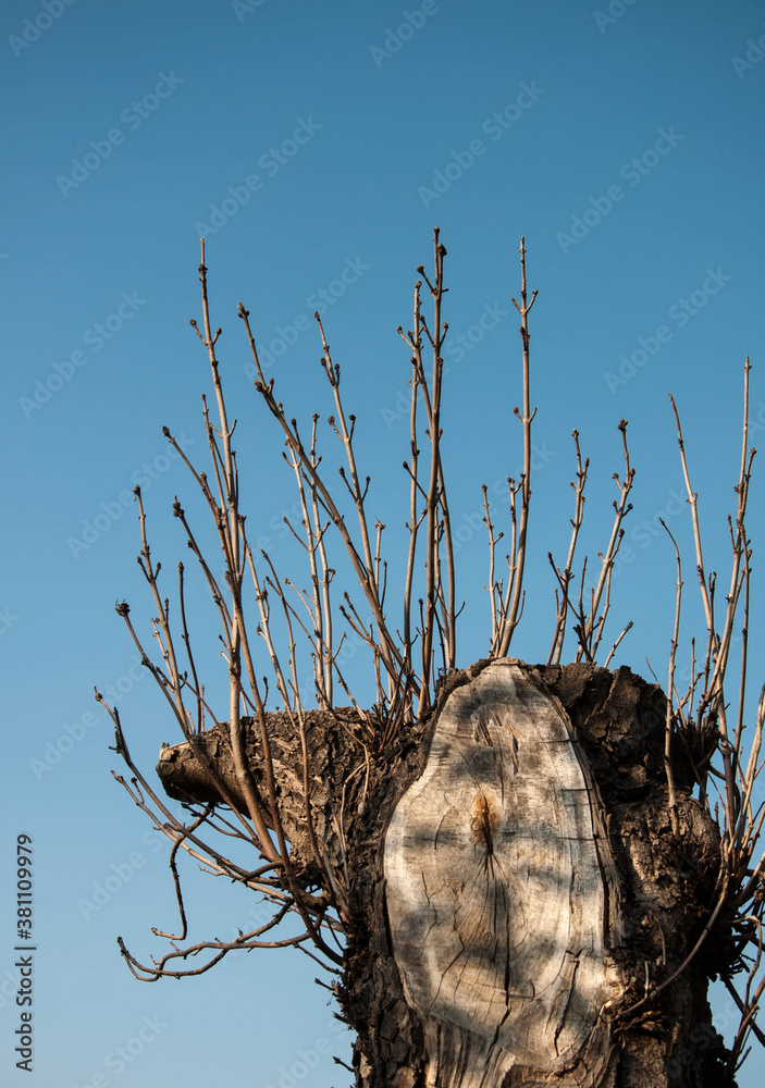 Trimmed thick tree trunk with thin young twigs. Quality image for your ...
