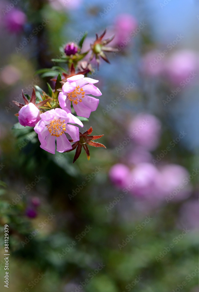 Australian native River Rose, Bauera rubioides, family Cunoniaceae ...