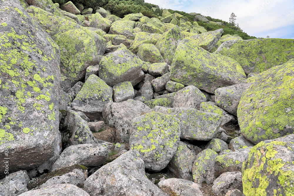 Crusted lichen species occurring on granite rocks of block covers ...