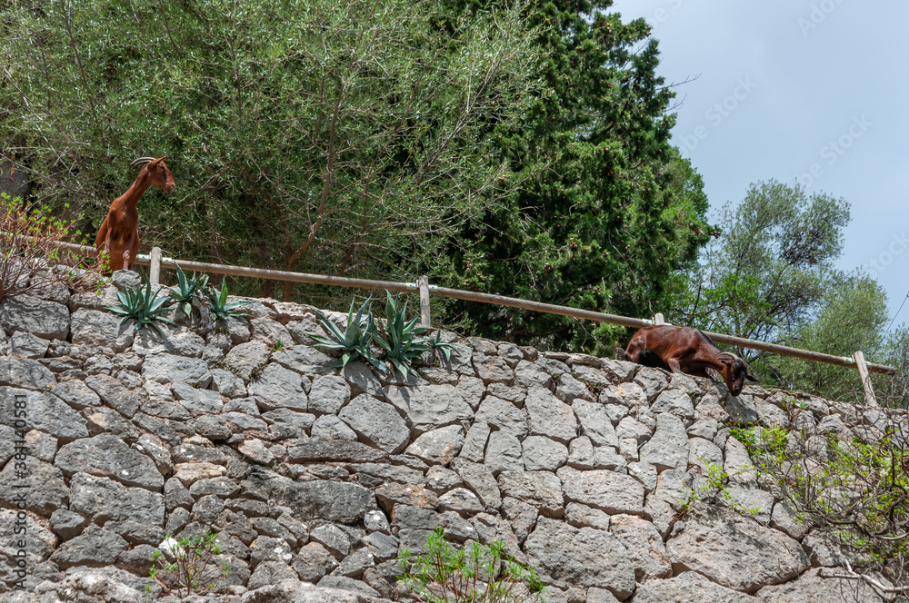 Wild brown Mallorcan goats leaning out of a railing at Lluc Monastery ...