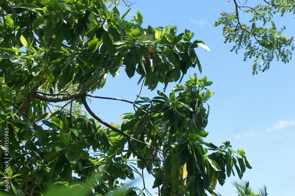 Tropical tree in the jungle of Taveuni Island in the Fiji archipelago ...