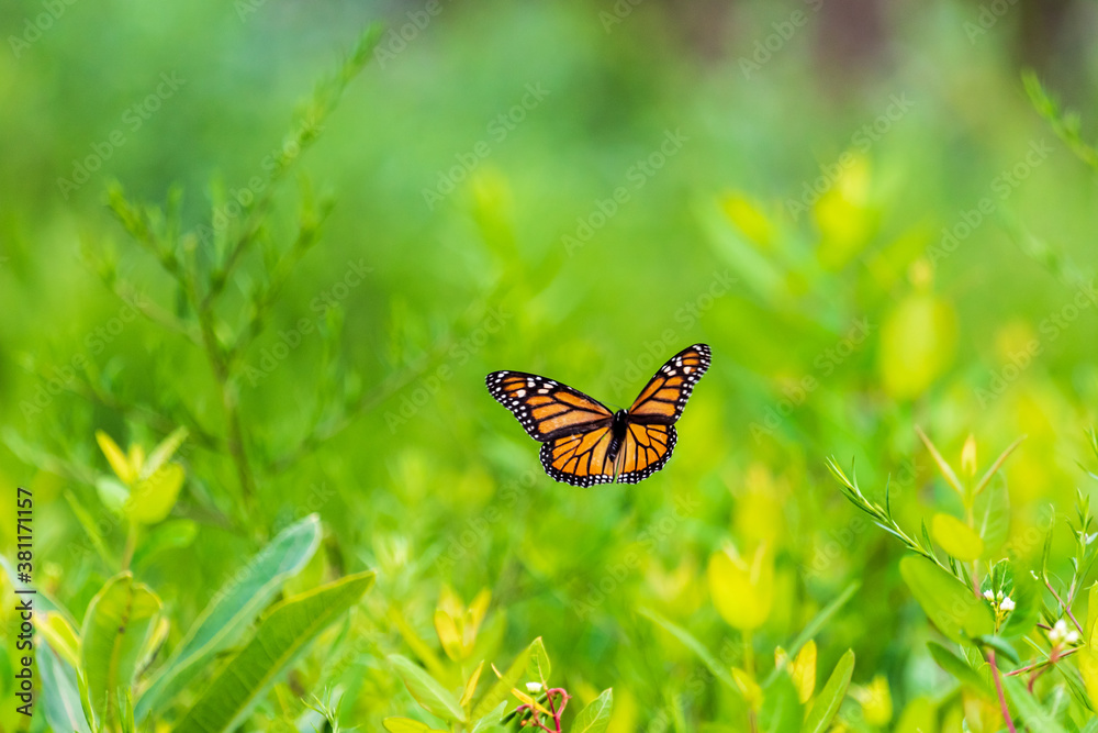 butterfly in flight Stock Photo | Adobe Stock