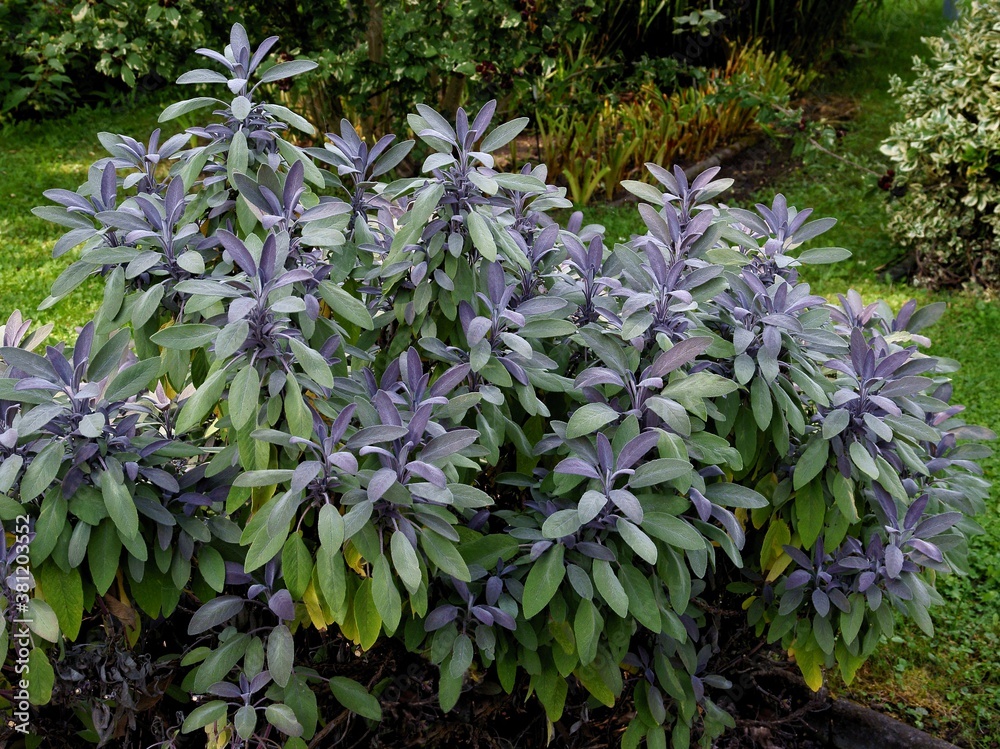 salvia officinalis plant as herb Stock Photo | Adobe Stock