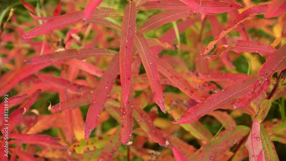 Cluster of bright red fireweed leaves showing their autumn color. The ...