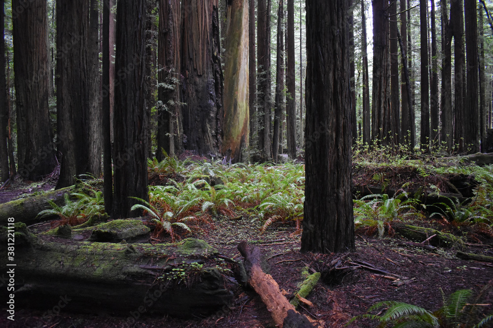 Tall trees in the creepy and haunting forest - great for wallpapers ...
