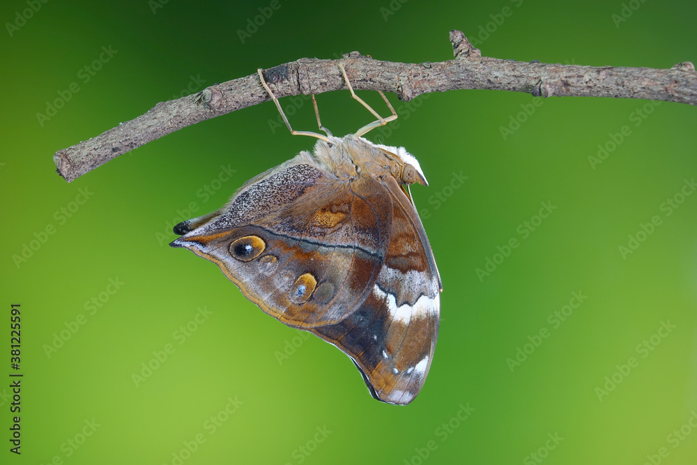 Autumn Leaf Butterfly (Doleschallia bisaltide), it is also known as the ...