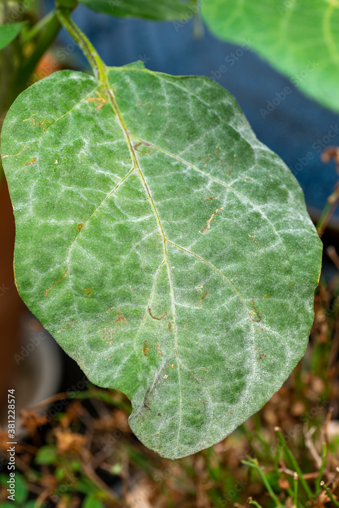 Symptoms of eggplant powdery mildew (Sphaerotheca fuliginea) in Japan ...