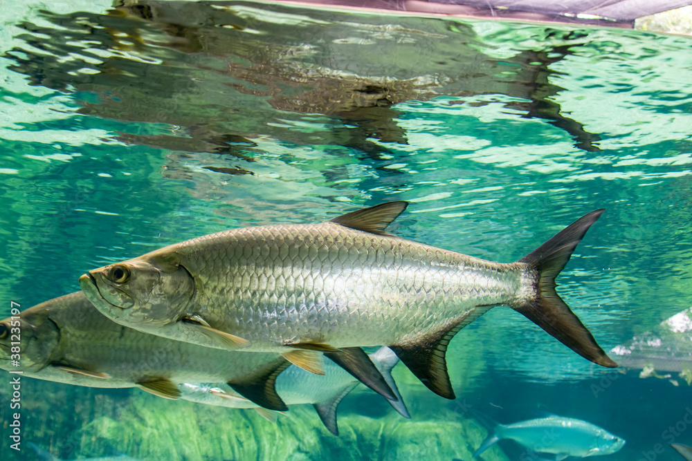 The Atlantic tarpon (Megalops atlanticus) is a ray-finned fish which ...