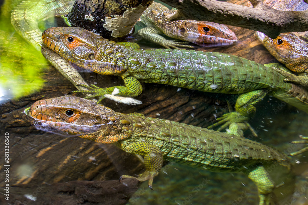 The Northern caiman lizard lies on the trunk. It is a species of lizard ...