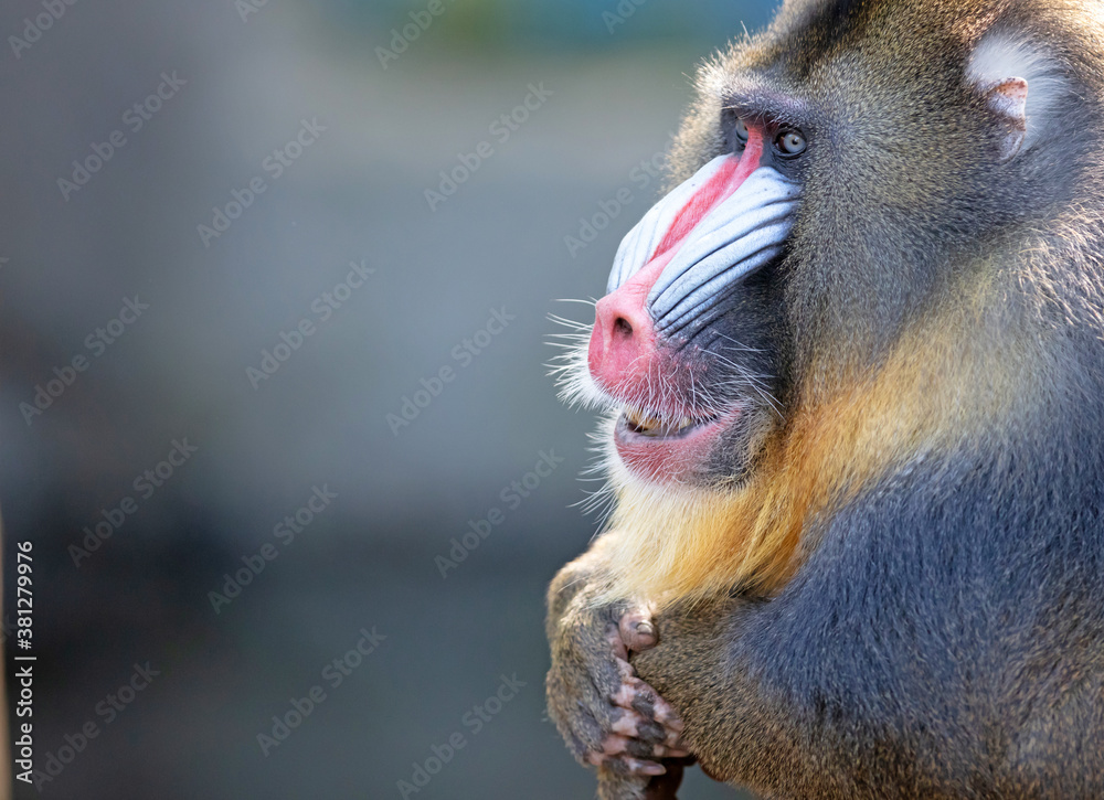 Colorful Baboon Face