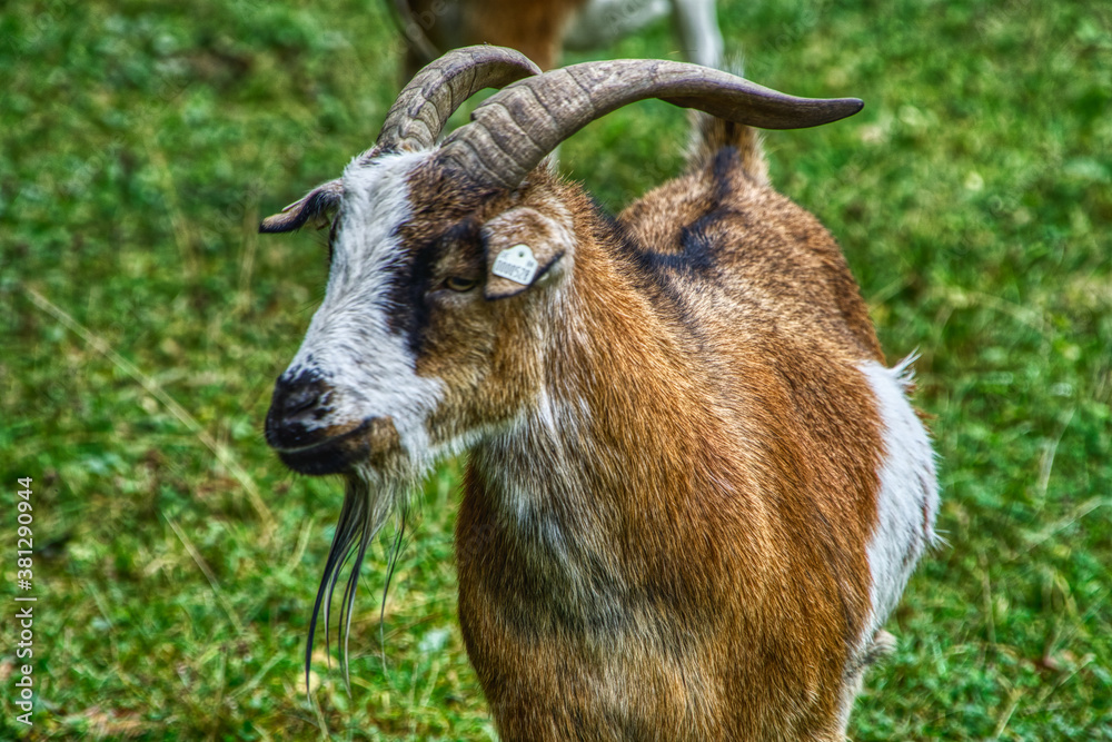 Ziege, Bock Stock Photo | Adobe Stock