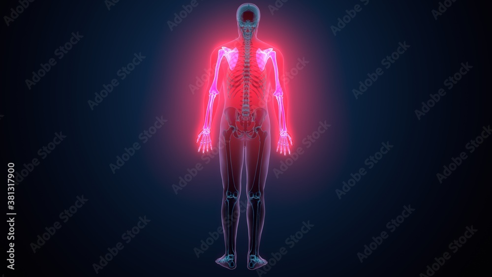 Human Skeleton Upper Limbs Anatomy 3D Illustration Stock Illustration ...