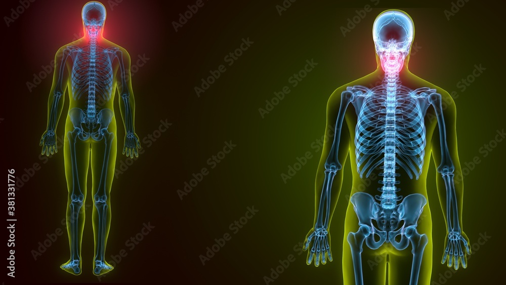 3d illustration of human skeleton skull temporal bone anatomy Stock ...