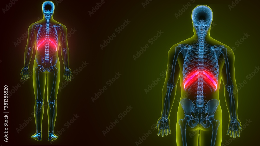 human skeleton anatomy rib cage 11th bone 3d render Stock Illustration ...