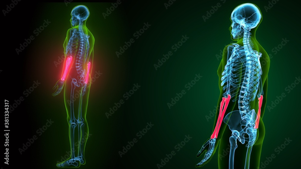3d render of human skeleton ulna and fibula bone anatomy Stock ...
