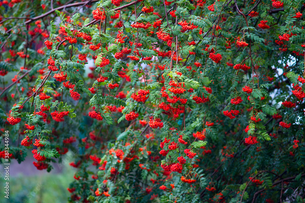 Rowan berries, Sorbus aucuparia, tree also called rowan and mountain ...