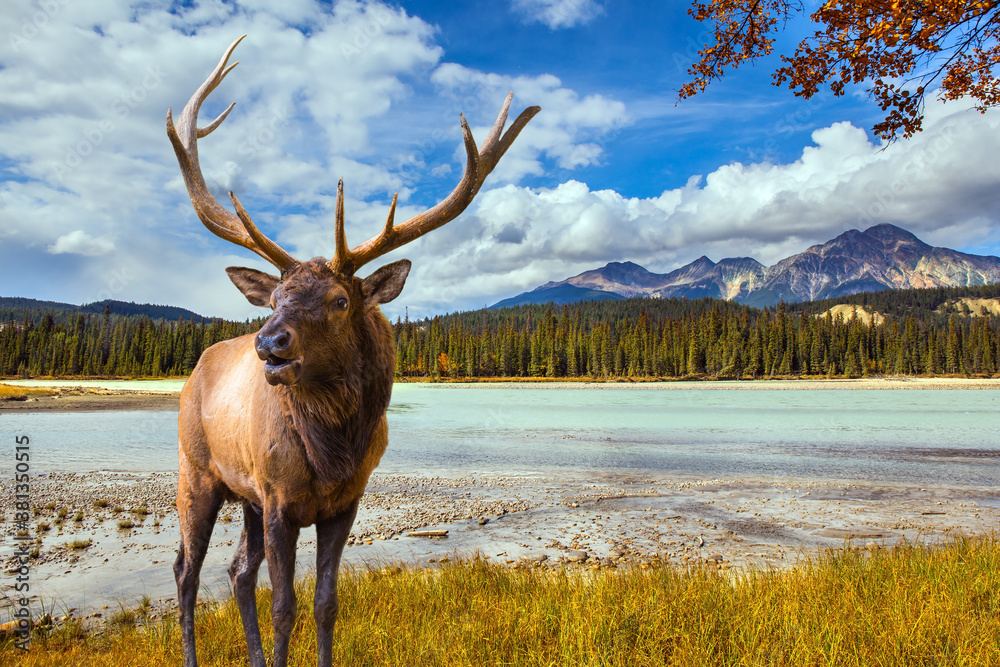 Canada. Noble branched deer Stock Photo | Adobe Stock