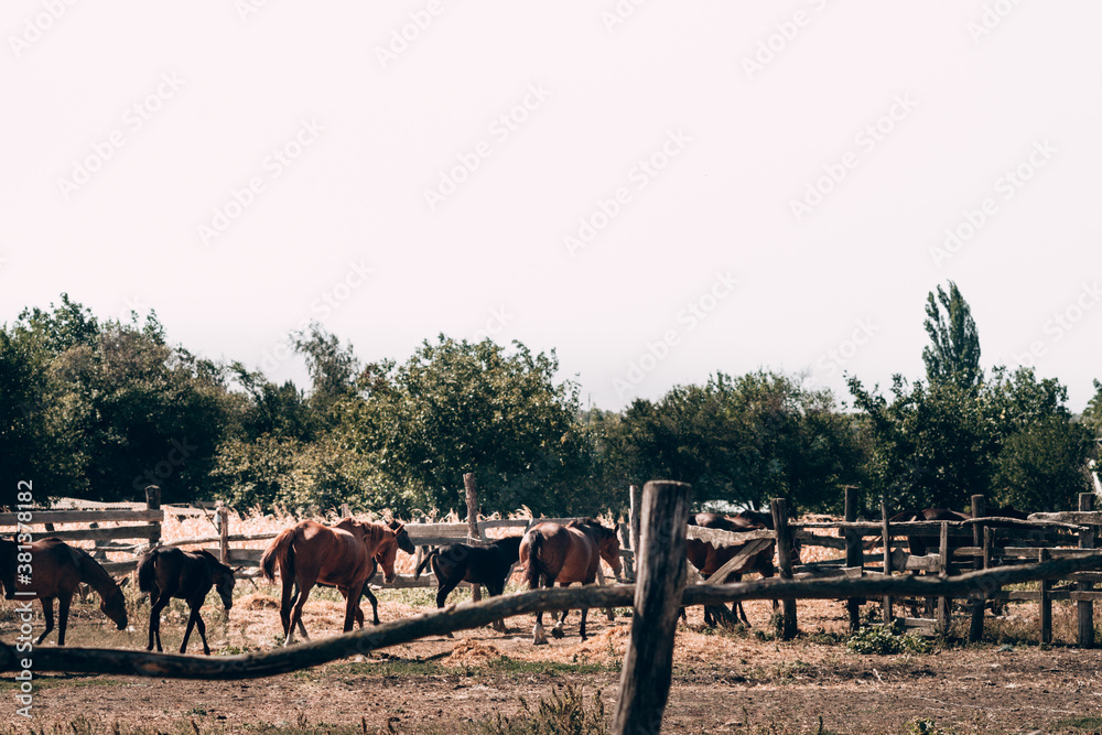 Small brown foals and big red horses and mares. A herd of beautiful ...