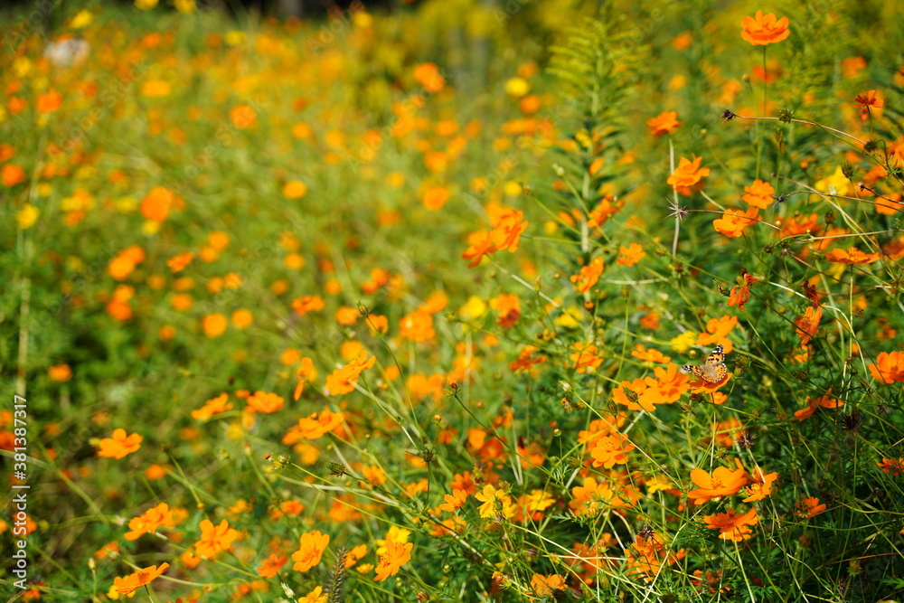 Cosmos sulphureus flowers are blooming at a park in Tokyo, Japan ...