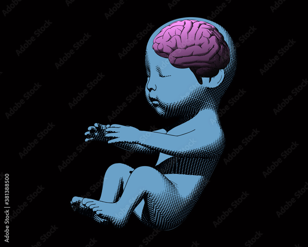 Human fetus with brain demostration on dark BG Stock Vector | Adobe Stock