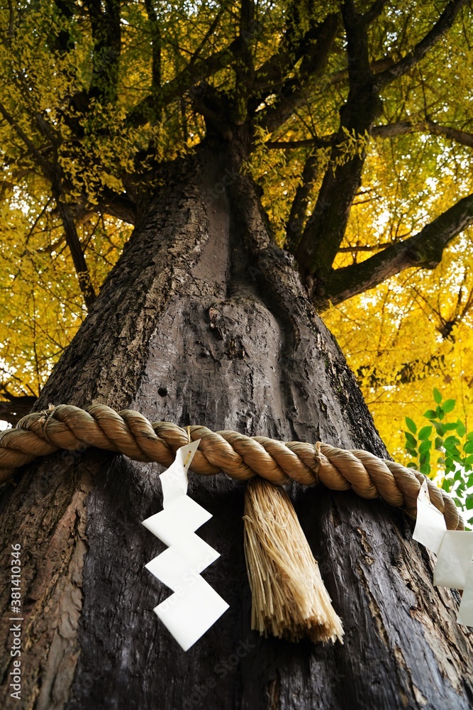 A large ginkgo tree, a sacred tree of a Japanese shrine. Shimenawa rope ...