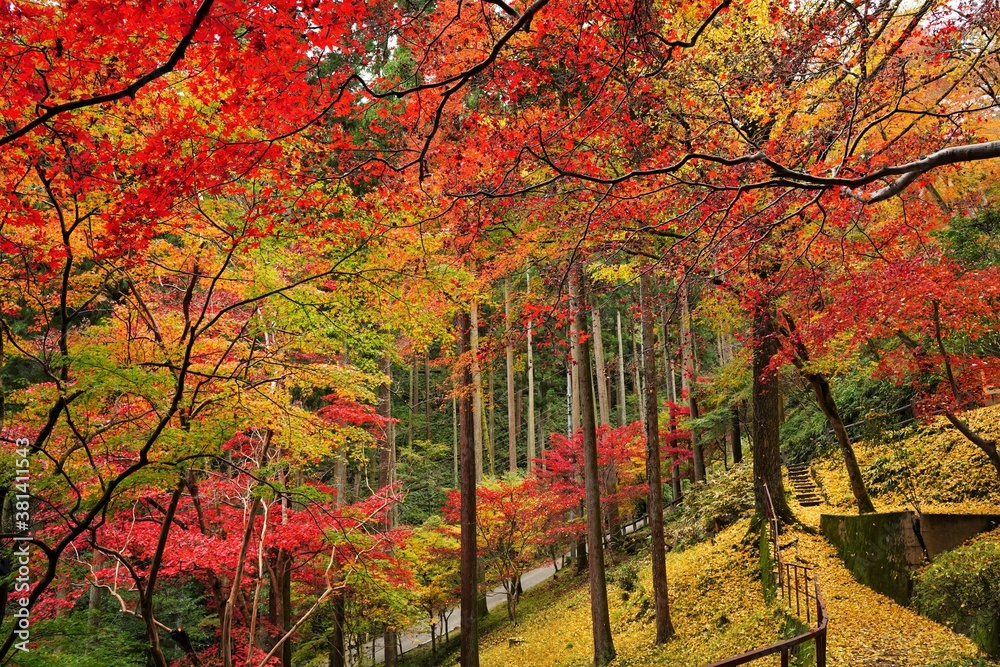 Red and yellow autumn color leaves and stairs are in mountain in ...