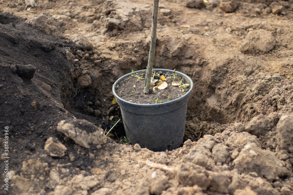 Planting a tree in the ground. Planting a seedling in the ground. Stock ...