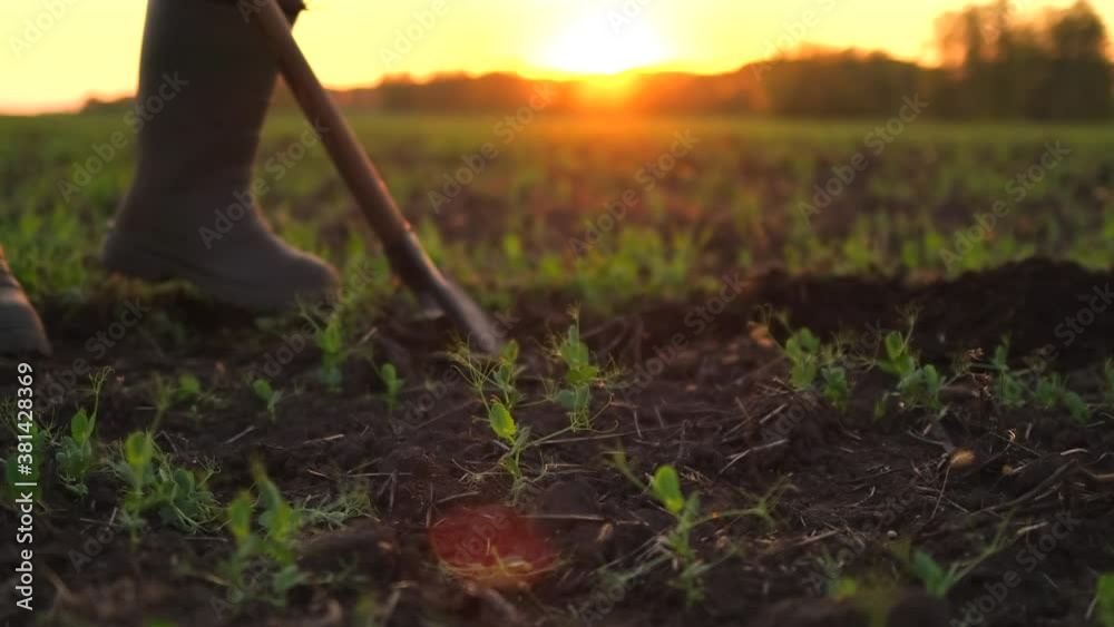 Close-up foot of farmer worker man digging soil ground with shovel in ...