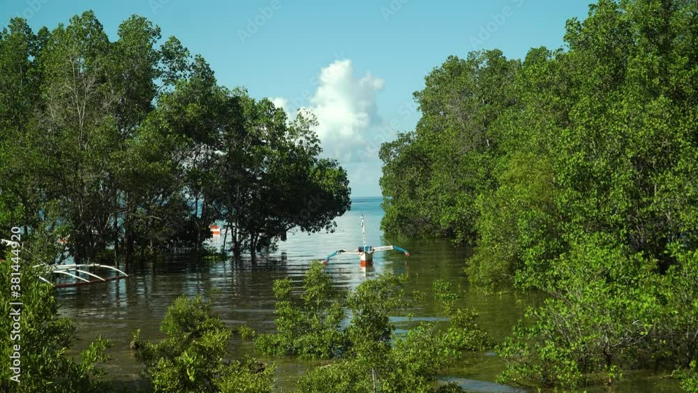 Mangrove trees in the water on a tropical island. An ecosystem in the ...