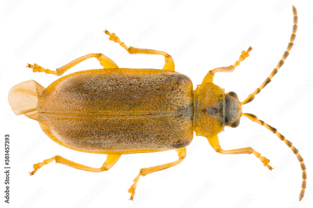 Leaf beetle Galerucella lineola is a species of leaf beetle in the ...