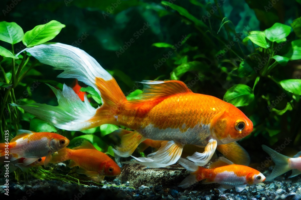 koi goldfish, commercial aqua trade breed of wild Carassius auratus ...