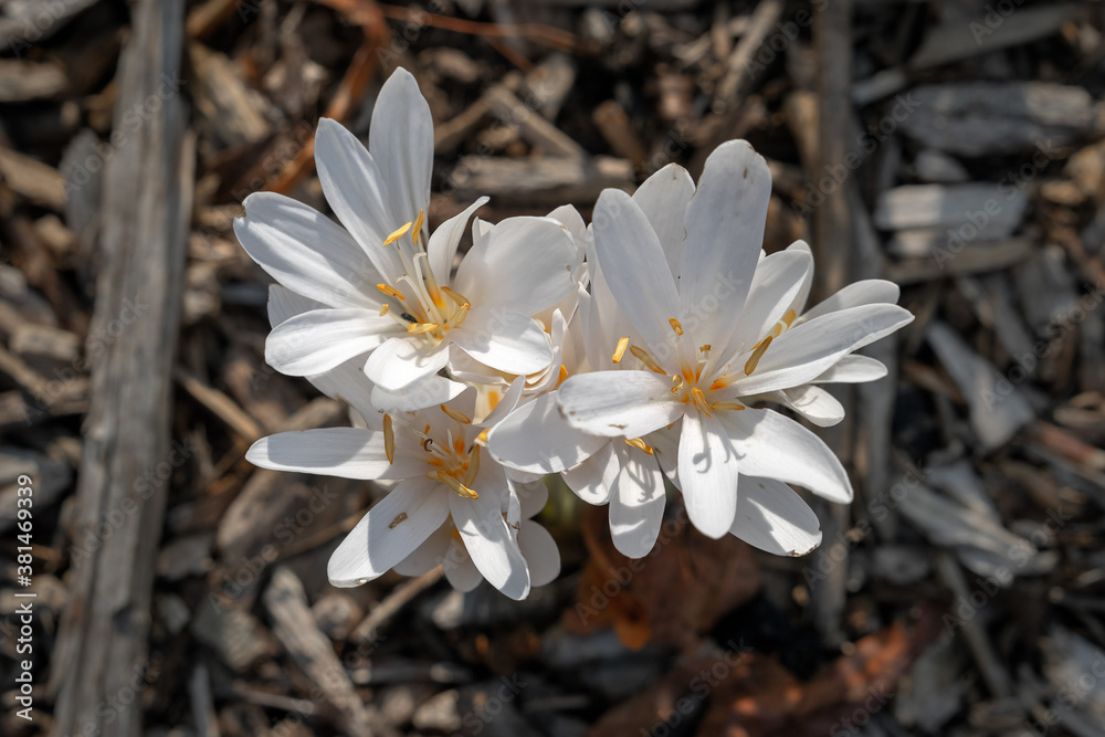 White Autumn Crocus